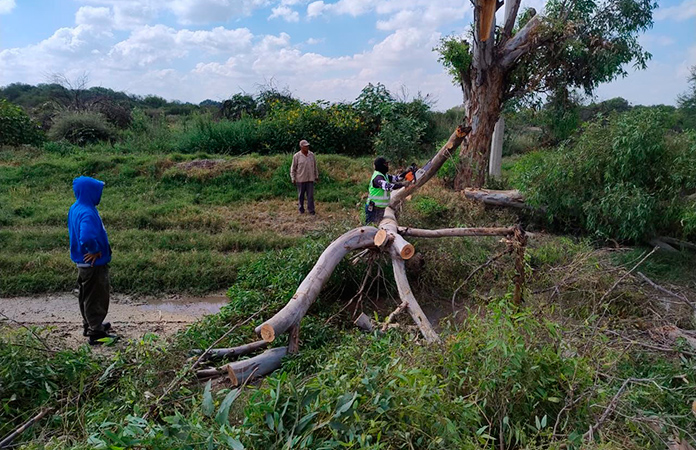 Podan árbol sobre la carretera 57 › San Luis Hoy