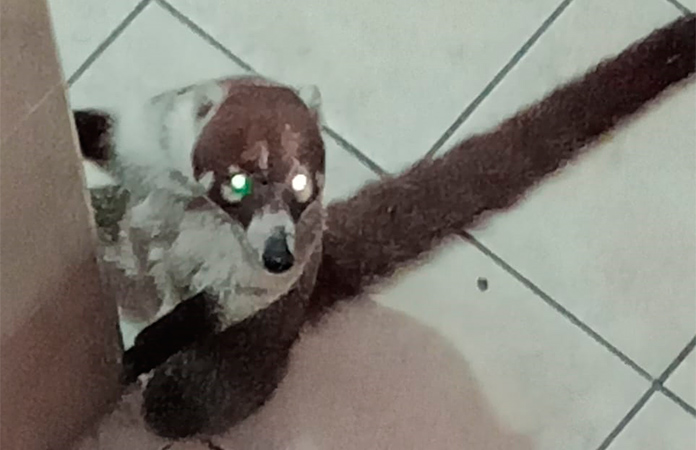 Coatí ataca a una persona › San Luis Hoy