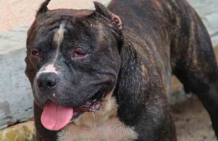 Endurecen pena para quien haga pelear perros › San Luis Hoy