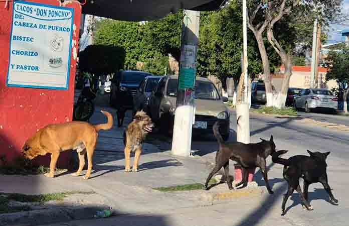 Jaurías de perros callejeros deambulan por las calles › San Luis Hoy