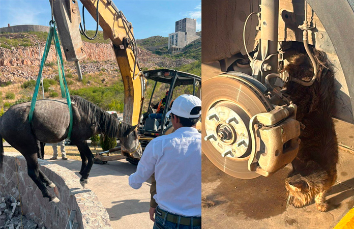 Caballo y gatito son rescatados de peligro › San Luis Hoy