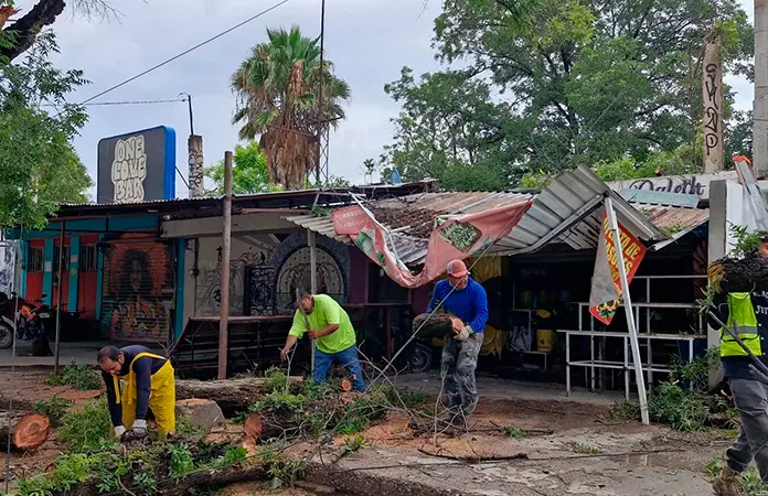Cae árbol sobre puestos de lámina en la Pulga › San Luis Hoy